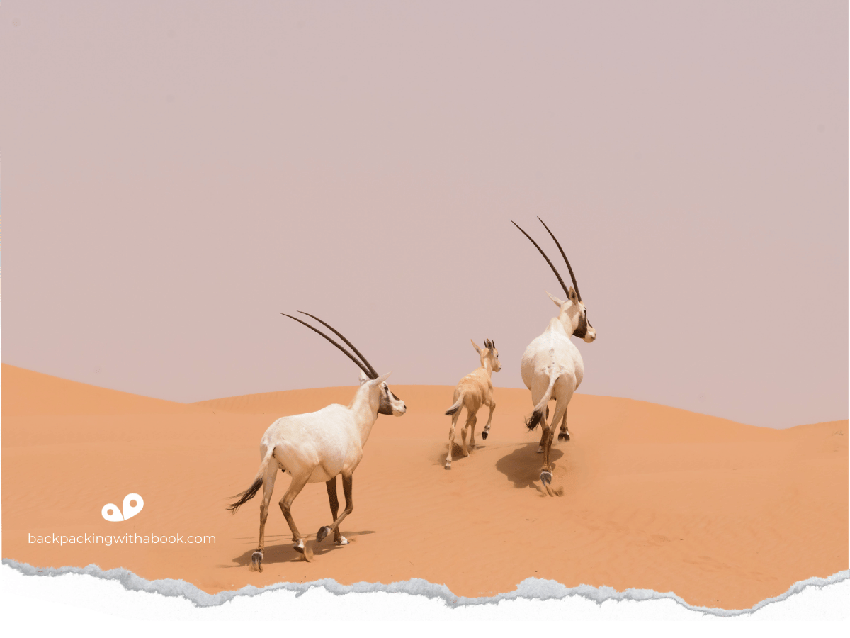 Best Time for a Dubai Desert Safari: Your Desert Seasons Guide » BWAB